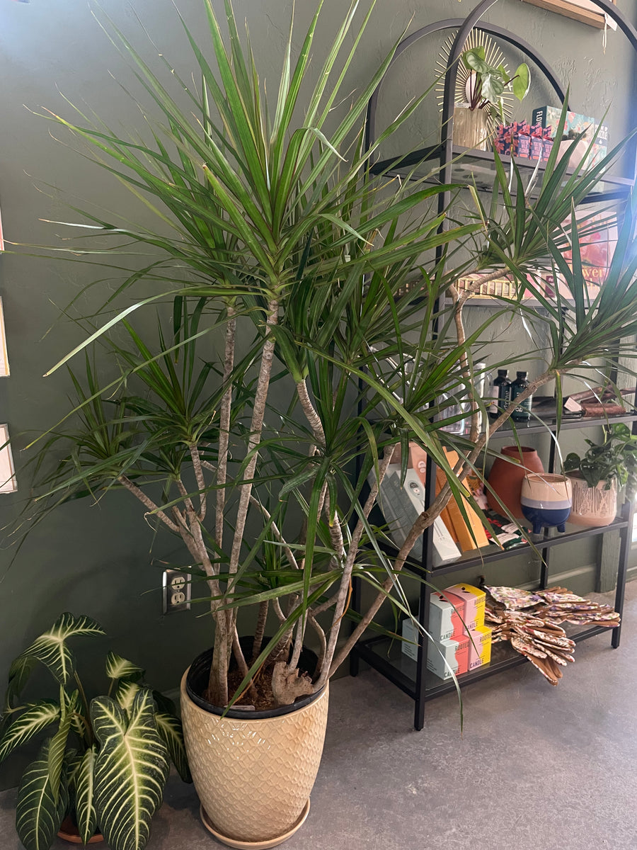 Dracaena Marginata Character - 10" – Hazelwood